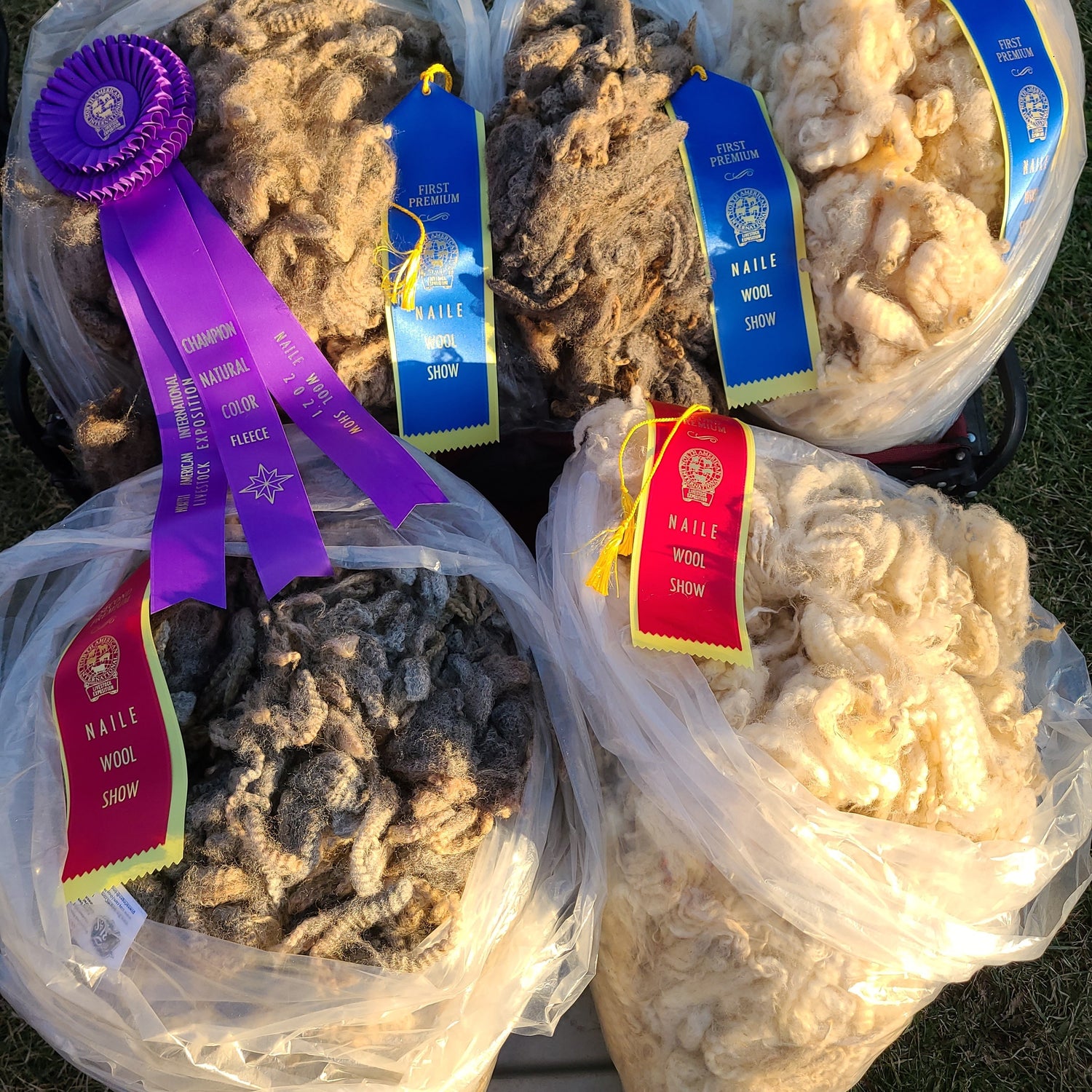 Champion Romney Sheep Fleeces Handskirting Demonstration – 3L&S Farms