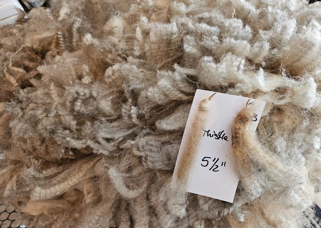 3L&S Farms - Michigan Romney Sheep Wool Direct from Farmer Sheep Goods