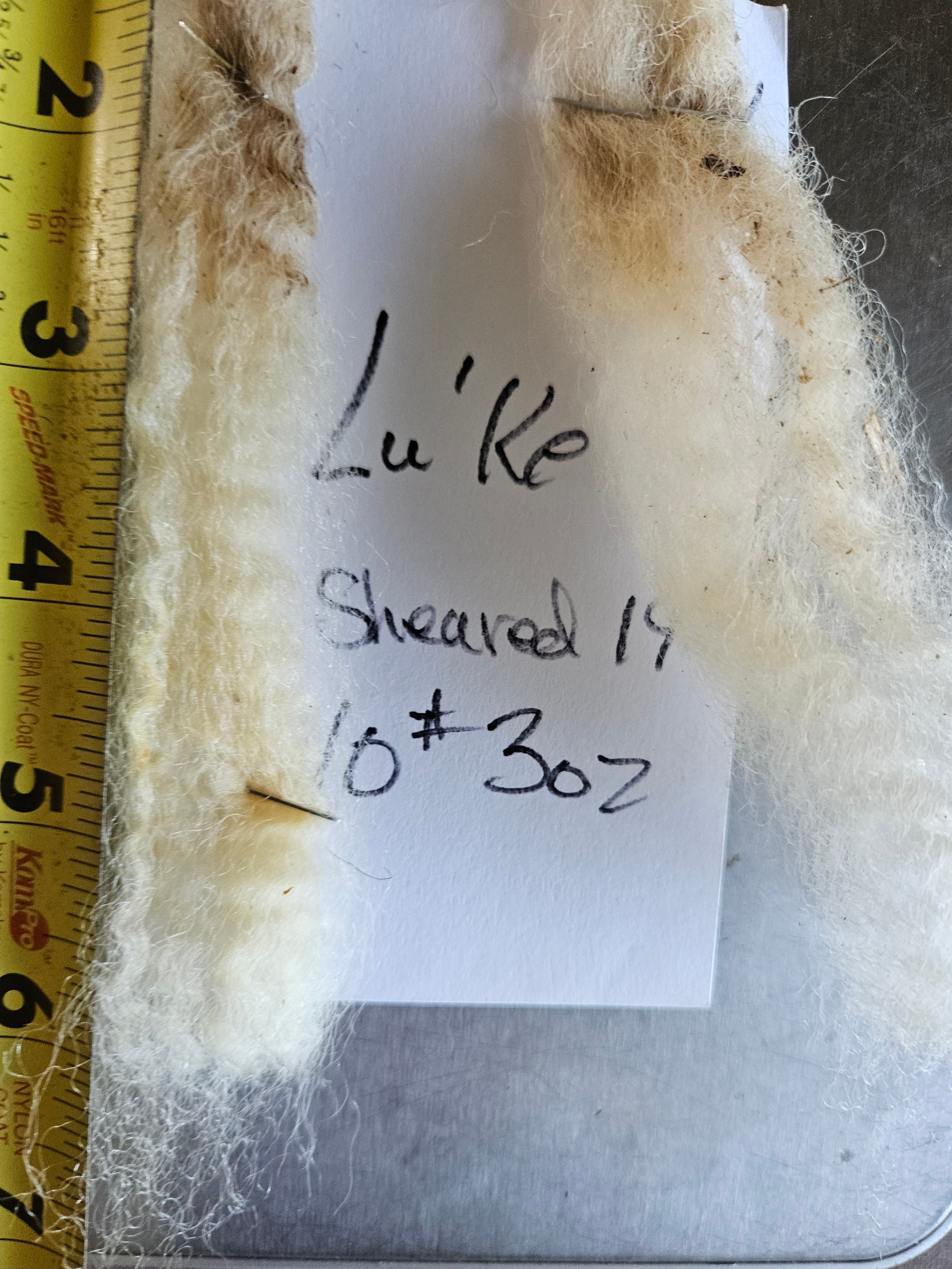 3L&S Farms - Michigan Romney Sheep Wool Direct from Farmer Sheep Goods