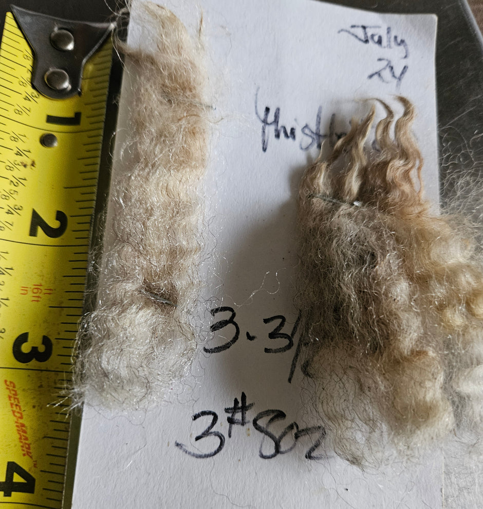 3L&S Farms - Michigan Romney Sheep Wool Direct from Farmer Sheep Goods
